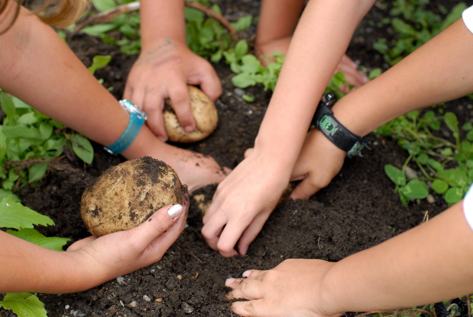 Harvest Against Hunger | Host a Harvest VISTA - Harvest Against Hunger