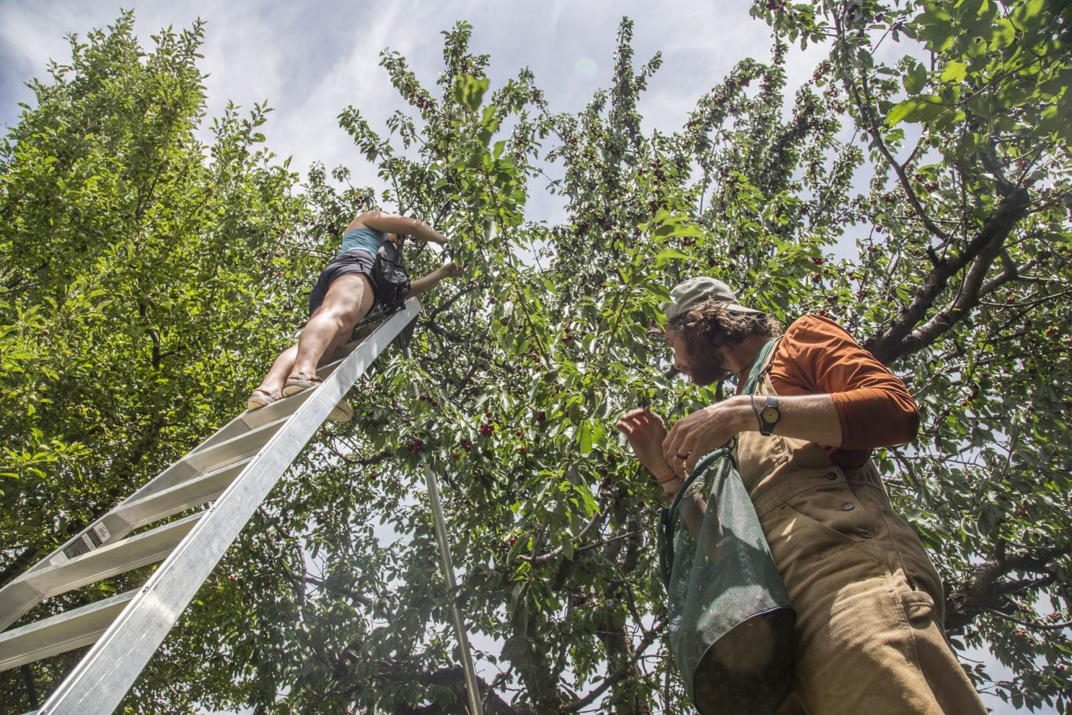 Harvest Against Hunger | Working with Volunteers at the Green Urban ...