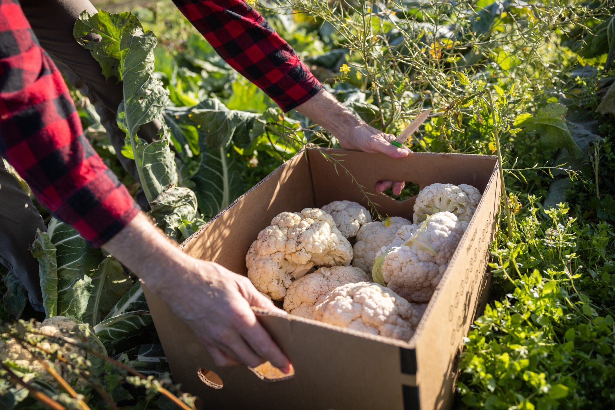 Harvest Against Hunger | Harvest Against Hunger